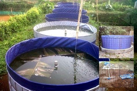 Panduan Lengkap Budidaya Lele Sistem Bioflok Untuk Pemula