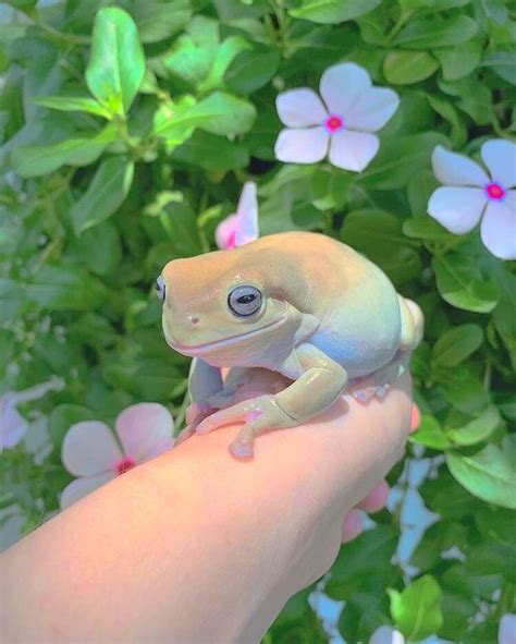 Cute Frog Pet Frogs Frog Pictures Cute Frogs