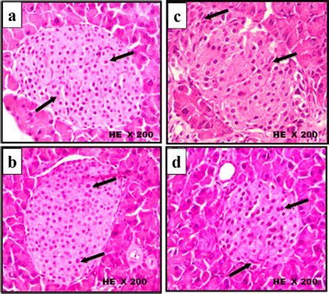 Pancreas Histology Labeled Islets Of Langerhans And Here