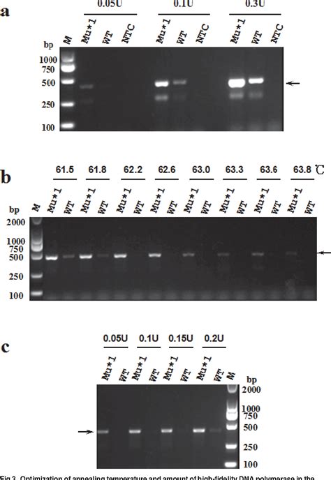 Figure From Modified Proofreading Pcr For Detection Of Point