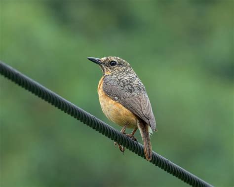 Rwanda Bird Watching Tours Birding Safaris In Rwanda