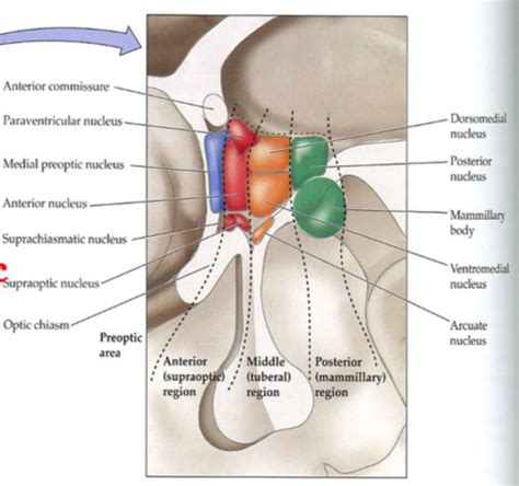 Zones Of The Hypothalamus And The Functions Of Their Nuclei From
