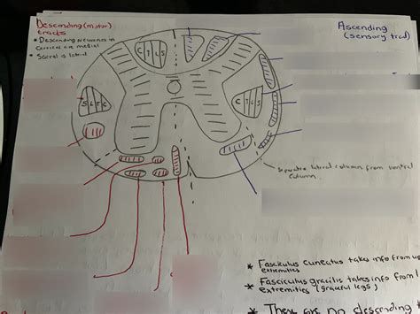 Neuroanatomy White Matter Ascending Descending Tracts Diagram Quizlet