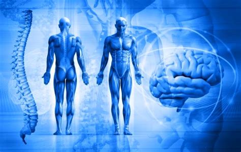 Cuerpo Humano Datos Curiosos