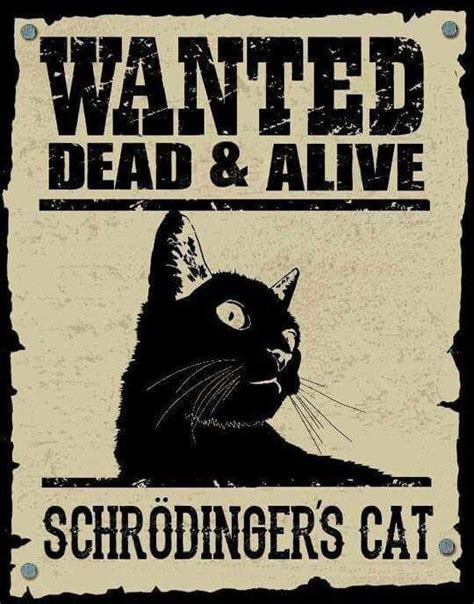 Pin De Elisa En Salvataggi Rapidi Gato De Schroedinger Memes De