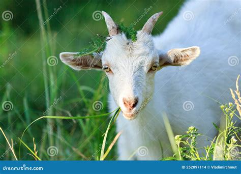 Uma Cabra Branca Com Chifres Olha Em Frente E Come Grama Animais Selvagens Foto De Stock