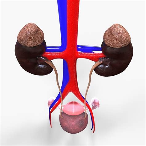 Male And Female Urinary System Combo 3D Model CGTrader