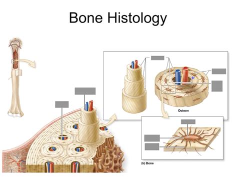 Anatomy Exam Diagram Quizlet
