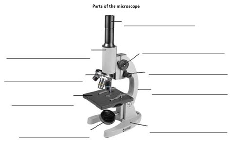 Microscope Diagram Quizlet