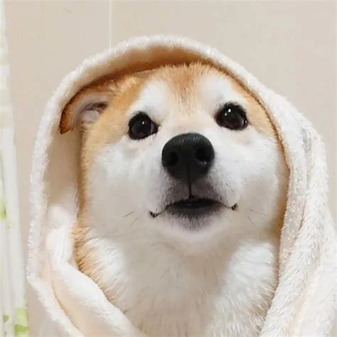 柴犬チャーミー on Twitter かわいい シャンプー後のチャーミー 柴犬 https t co 2RhV2CZggF