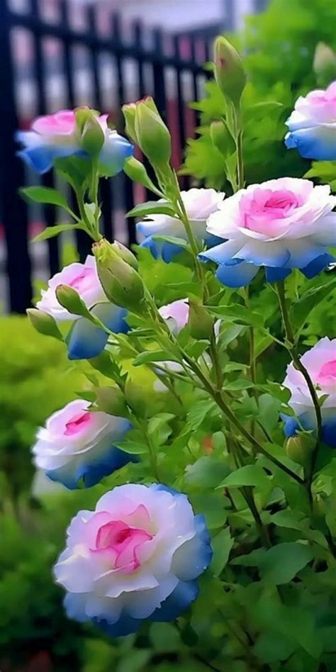 Pin di Neset Arici su renkli güller Fiori Fiori rari Bellissimi fiori