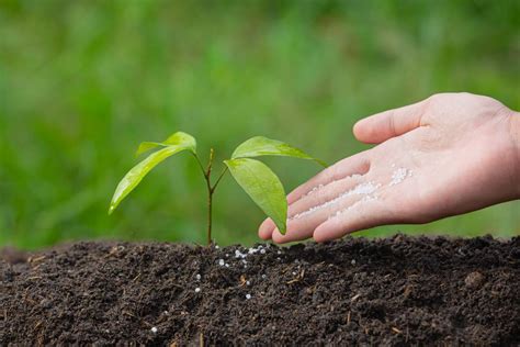 Difference Between Manure And Fertilizers