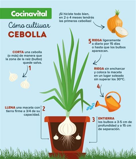 C Mo Cultivar Cebollas Sin Semillas En Macetas Cocina Vital Recetas
