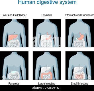 organes internes humains structure du tractus gastro intestinal système