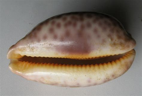 Cypraea mappa rosea Gray 1824 SHELLS MUŠLE LASTURY