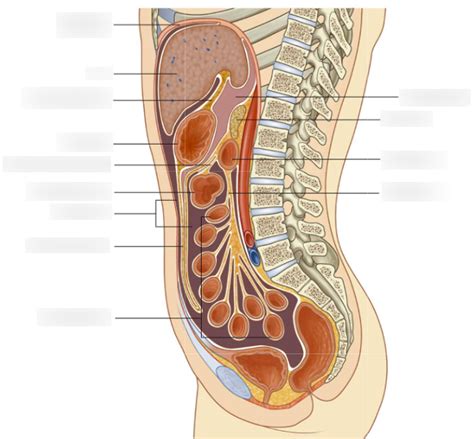 Peritoneum Sagital Diagram Quizlet