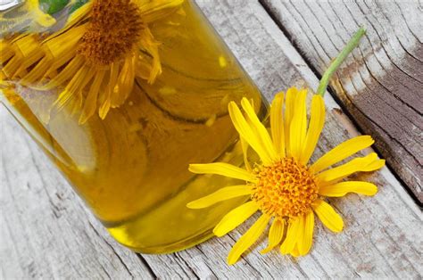 Plantas Eficaces Contra Los Dolores Musculares