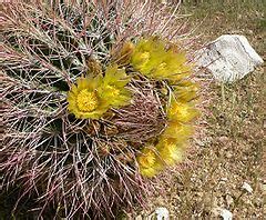 Ferocactus Cylindraceus Wikipedia Wolna Encyklopedia