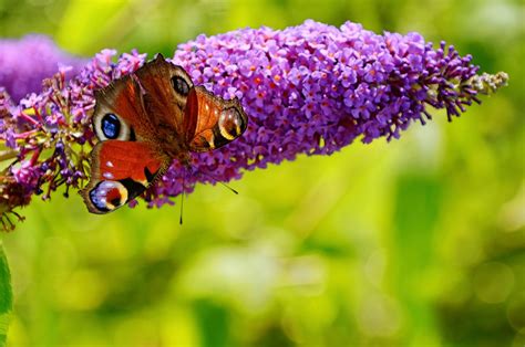 Borboleta Pav O Flores Foto Gratuita No Pixabay Pixabay