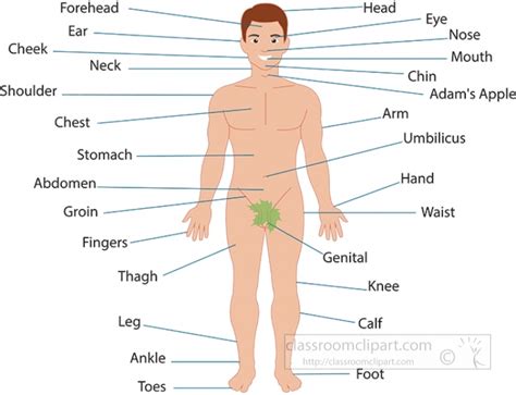 Adult Bodys Clip Art Library