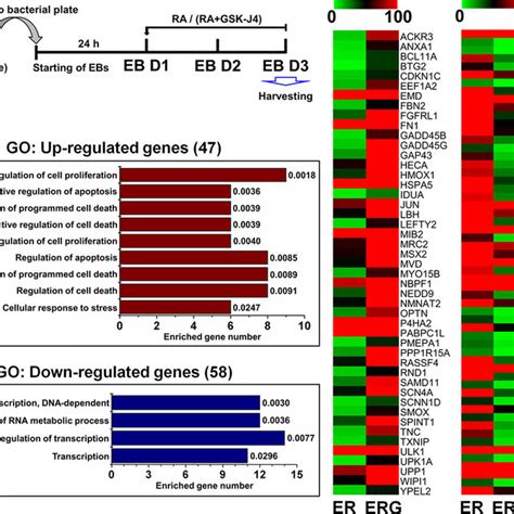 functional annotation of differential gene expression a graphical download scientific