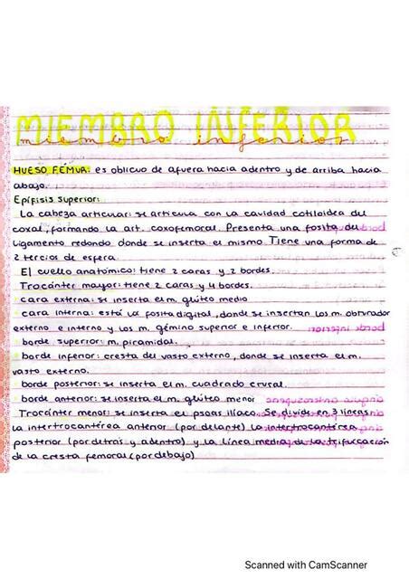 Anatomía Ósea y Articular del Miembro Inferior Julieta Trapaglia