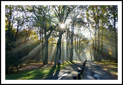 Fond d écran lumière du soleil des arbres paysage forêt branche