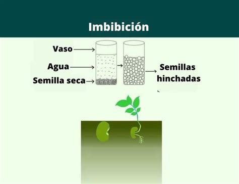 Etapas de germinación de la semilla Wiki Agronomia