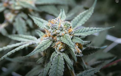 EUA Ohio se torna o 24º estado a legalizar o uso adulto e autocultivo