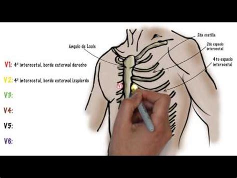 Estudios Mediante Impulsos El Ctricos Electrocardiograma Ekg
