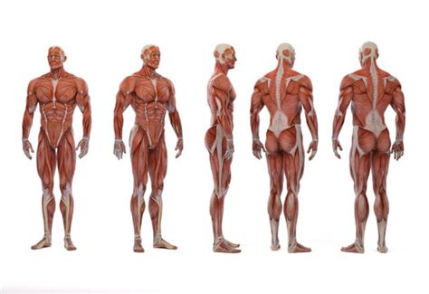 Male Torso Muscle Anatomy
