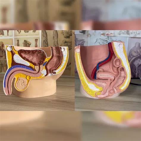 Aparato Reproductor Femenino Masculino 3d Pintados A Mano Envío gratis
