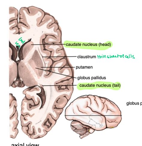 Neuro Basal Ganglia Flashcards Quizlet