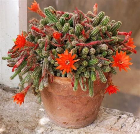 Le Pi Belle Piante Grasse Da Esterno Con Fiori Leroy Merlin