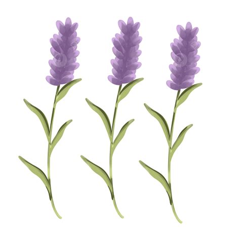 Lavender Watercolor PNG Image Lavender Watercolor Illustration