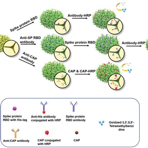 Scheme Mechanism Of Nhs Mf Based A Direct Elisa B Sandwich Elisa