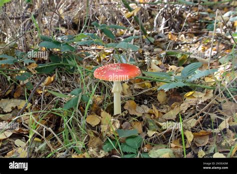 Red With White Dots Fly Agaric Mushroom During Autumn Season In The