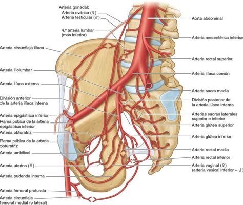 Condimento Empeorar Hay Una Tendencia Arterias Iliacas Anatomia