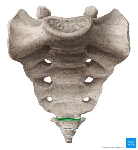 Pelvis And Perineum Lecture Flashcards Quizlet