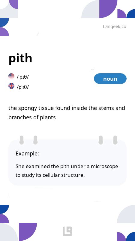 Definition Meaning Of Pith Picture Dictionary