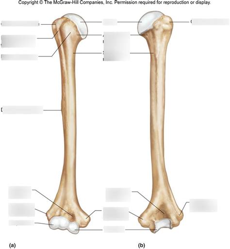 Humerus Diagram Quizlet