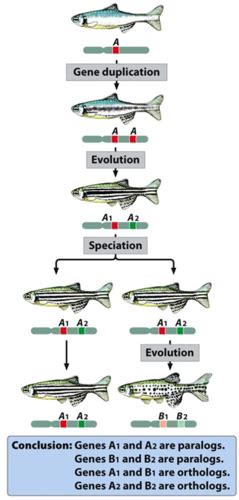 Genetics Chapter Evolutionary Genetics Flashcards Quizlet