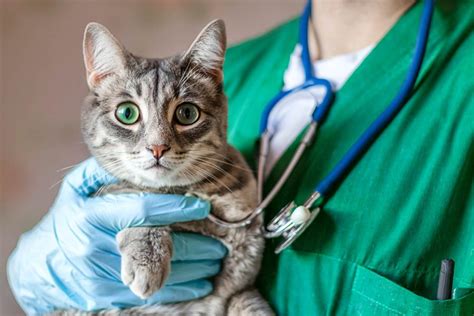Qué Tan Peligroso Es Esterilizar Una Gata Microscopio pro