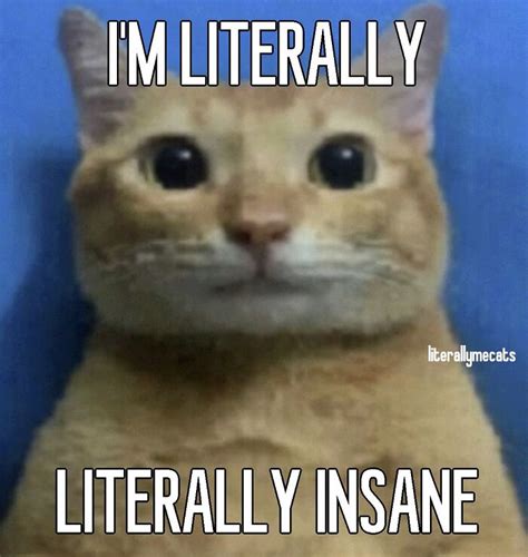 Cats That Are Literally Me Success Life Lounge