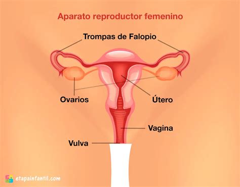 Aparato Reproductor Masculino Y Femenino