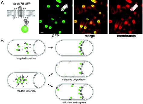 Evidence That Subcellular Localization Of A Bacterial Membrane Protein