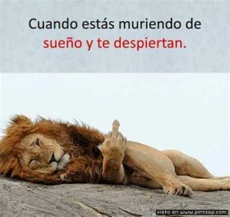 Memes de Leones en español Pintzap