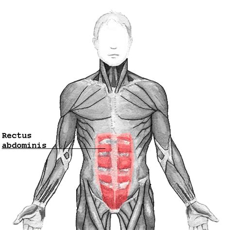 Rectus Abdominis Function Action Origin And Insertion