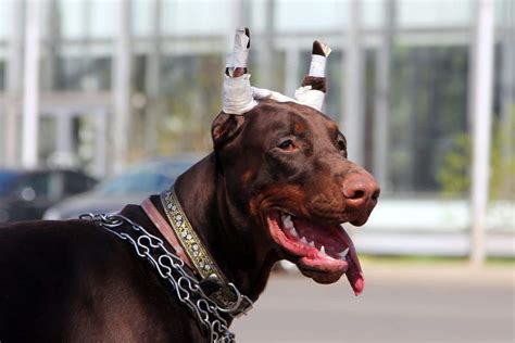Hund Ohren kupieren Alles was du darüber wissen solltest