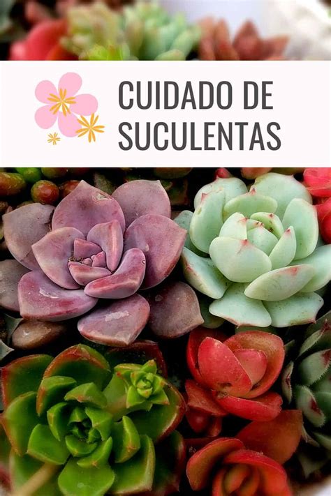 Cuidado De Suculentas Guía Completa